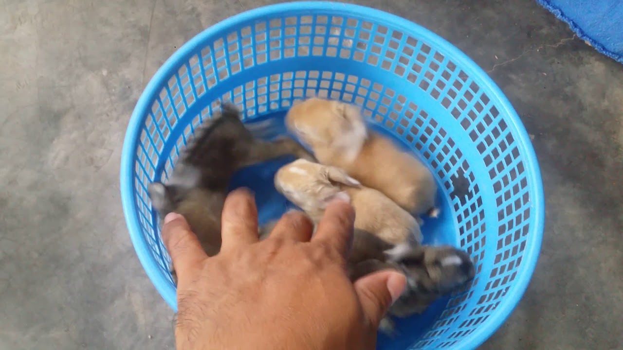 Conejos tiernos - YouTube