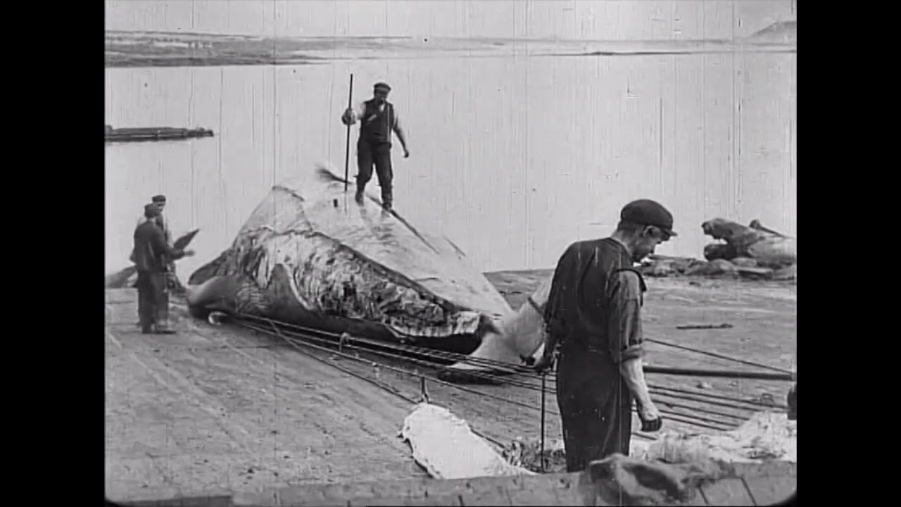 Whaling Afloat and Ashore (1908) Whaling Off the Irish Coast (Paul's ...
