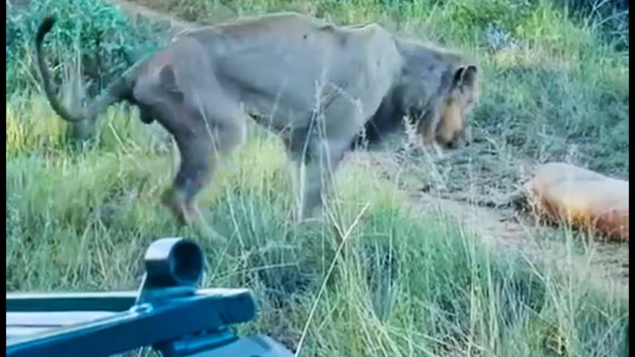 3 Legged Monwana Male Lion looking in better condition then before ...