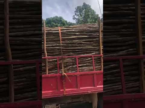 Jamaica and Yam Sticks - YouTube