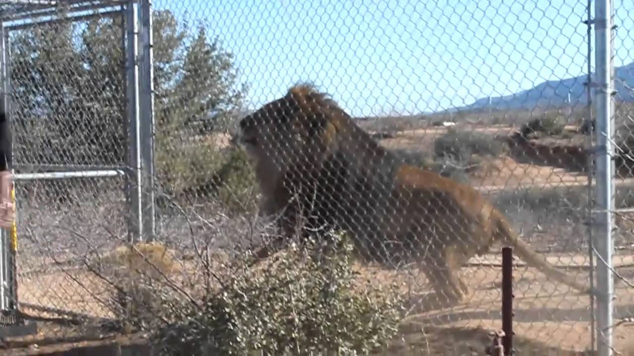 Angry Lion - YouTube