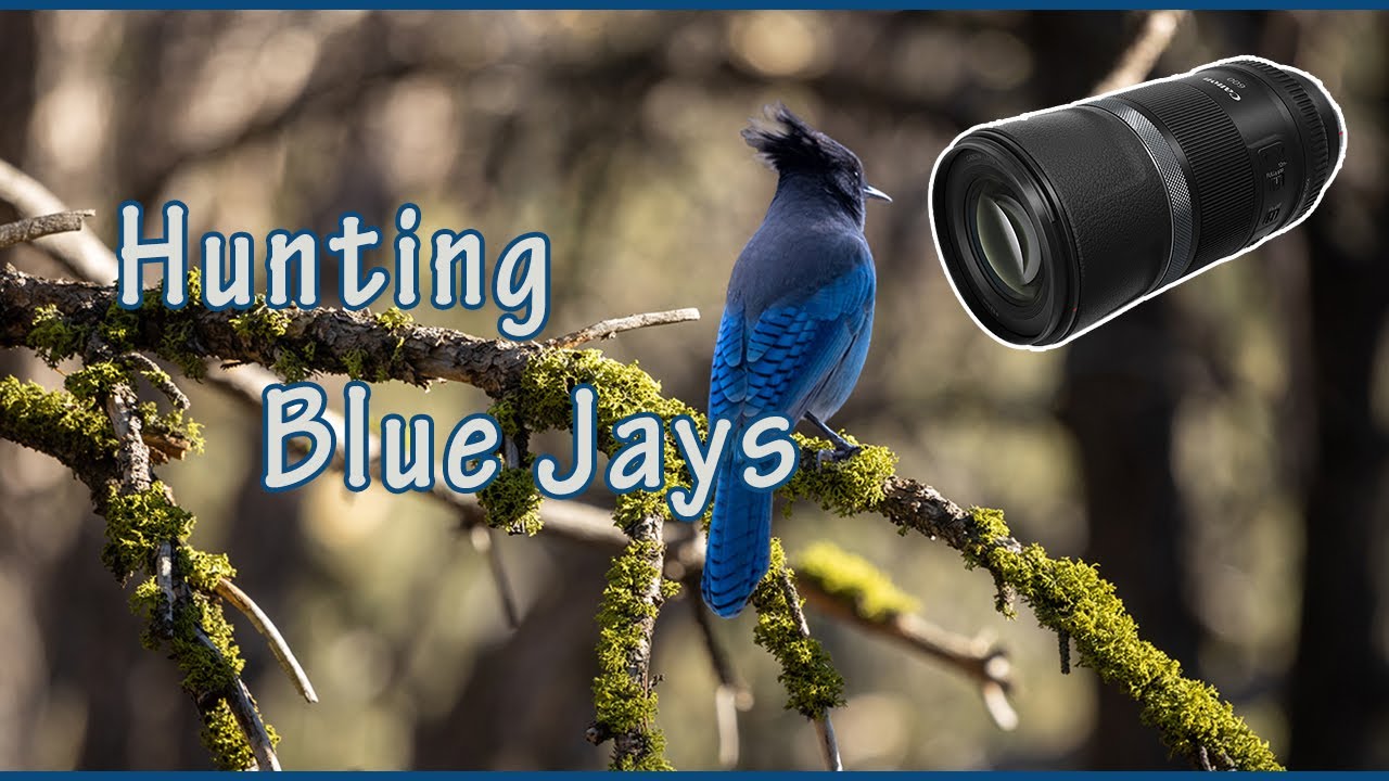 Hunting Blue Jays ( Bird Photography with a Canon RF 600MM Lens) - YouTube