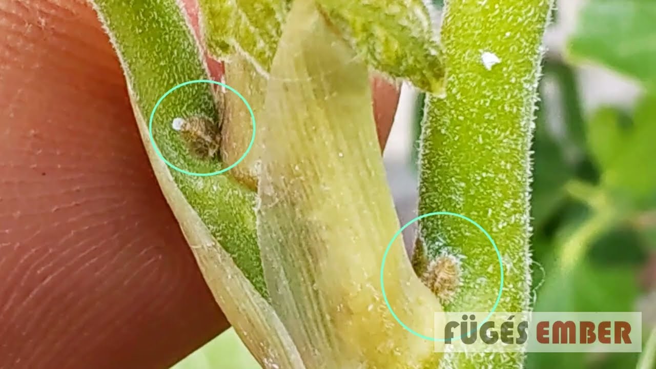 Füge-levélbolha (Homotoma ficus) bemutatása - YouTube
