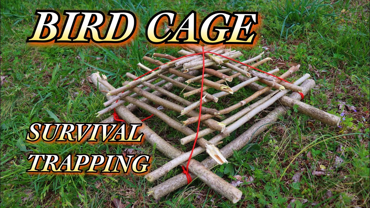 BIRD CAGE TRAP - SURVIVAL LIVE GAME TRAPPING - YouTube