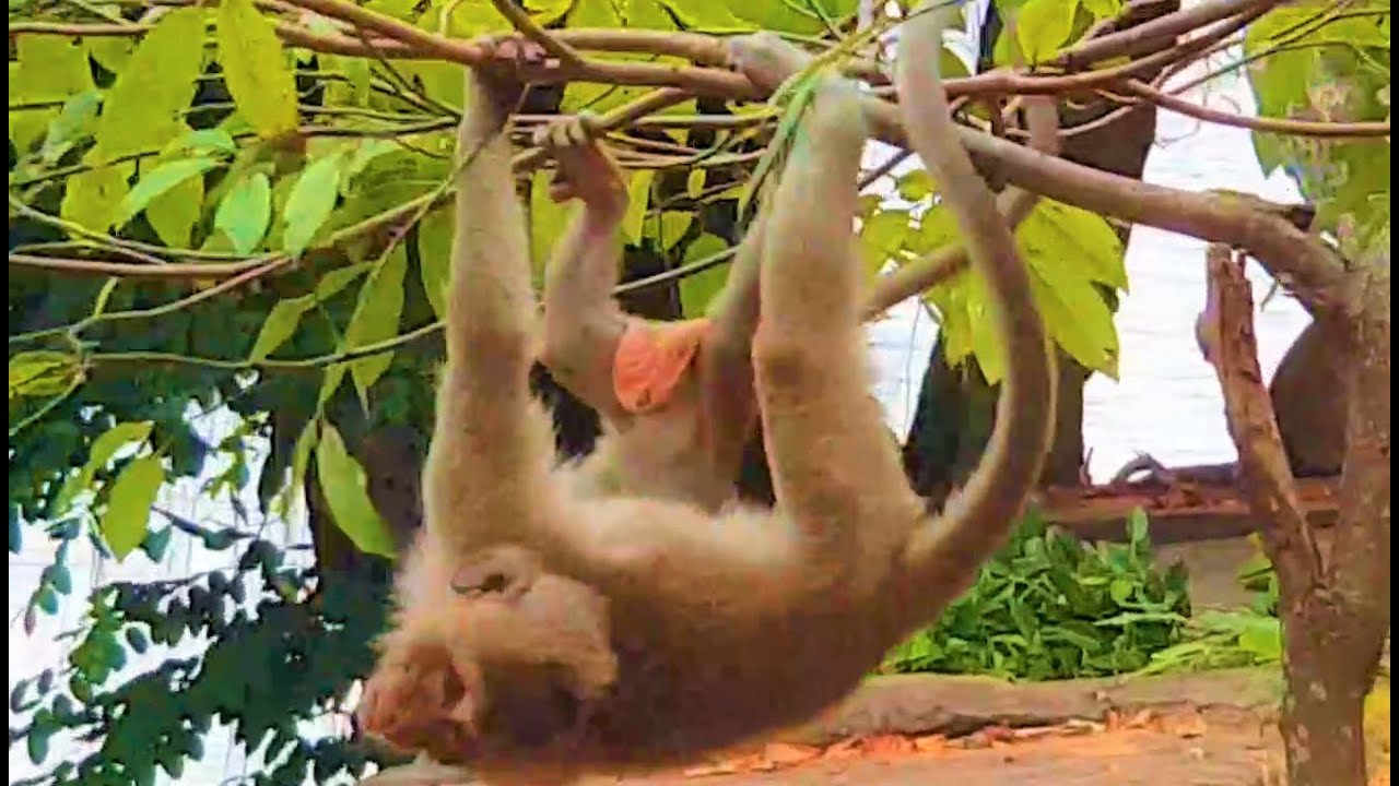 MG!! small boy super play with his brother, funny monkey play. - YouTube