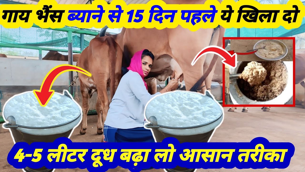 दूध बढ़ाने का आसान तरीका गाय भैंस ब्याने से 15 दिन पहले ये खिला दो 4-6 ...