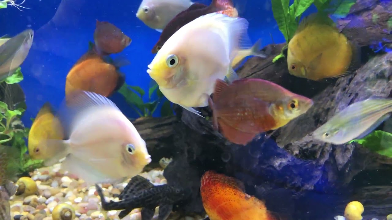 Snow White Discus & Rainbow Fish @NeptunesAquariums - YouTube