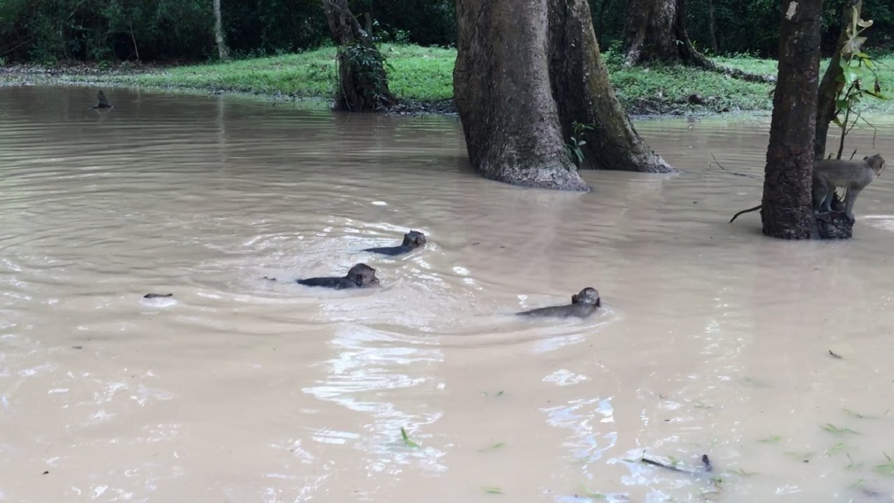 Monkeys Swimming-Drown In Pond Near The Jungle Daily Monkeys Man #100 ...