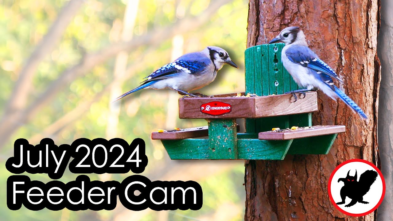 Feeder Cam July 2024 - YouTube