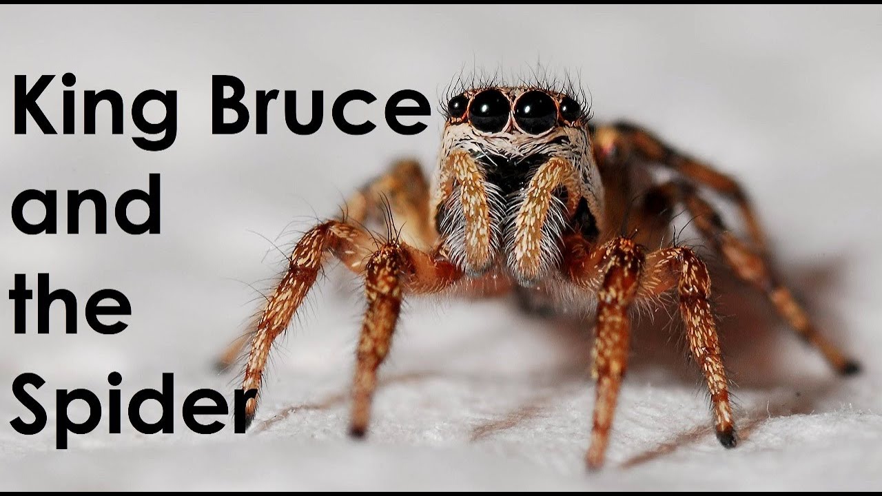 King Bruce and the Spider | A Short Story for You - YouTube