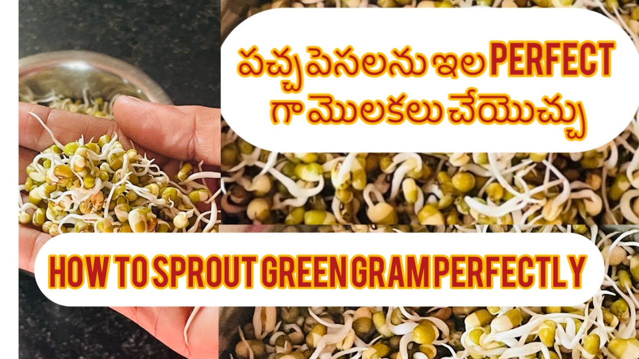 How to sprout green gram perfectly పచ్చపెసలను ఇలా perfect గా చేయొచ్చు ...
