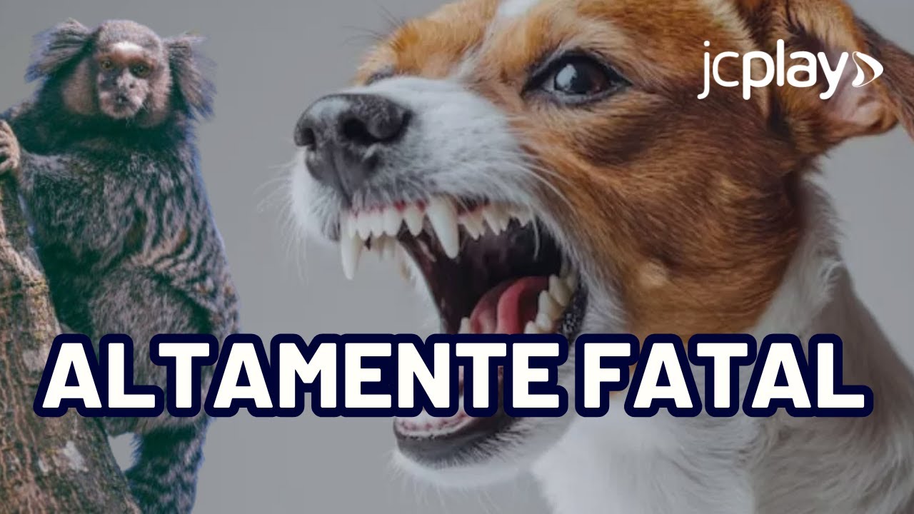 RAIVA HUMANA: saiba os sintomas e como se prevenir da doença - YouTube