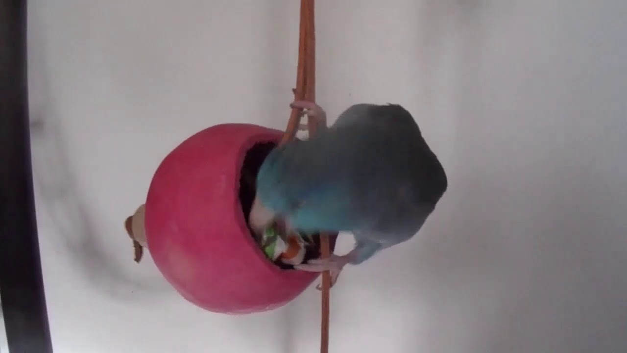 Toui celeste,perruche moineau,forpus coelestis,pacific parrotlet - YouTube