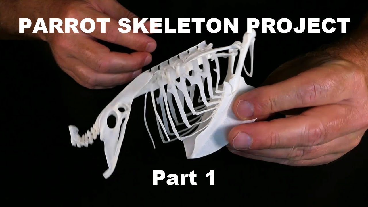 Parrot Skeleton Project - Part 1 /Building the body: Spine, Vertebrae ...
