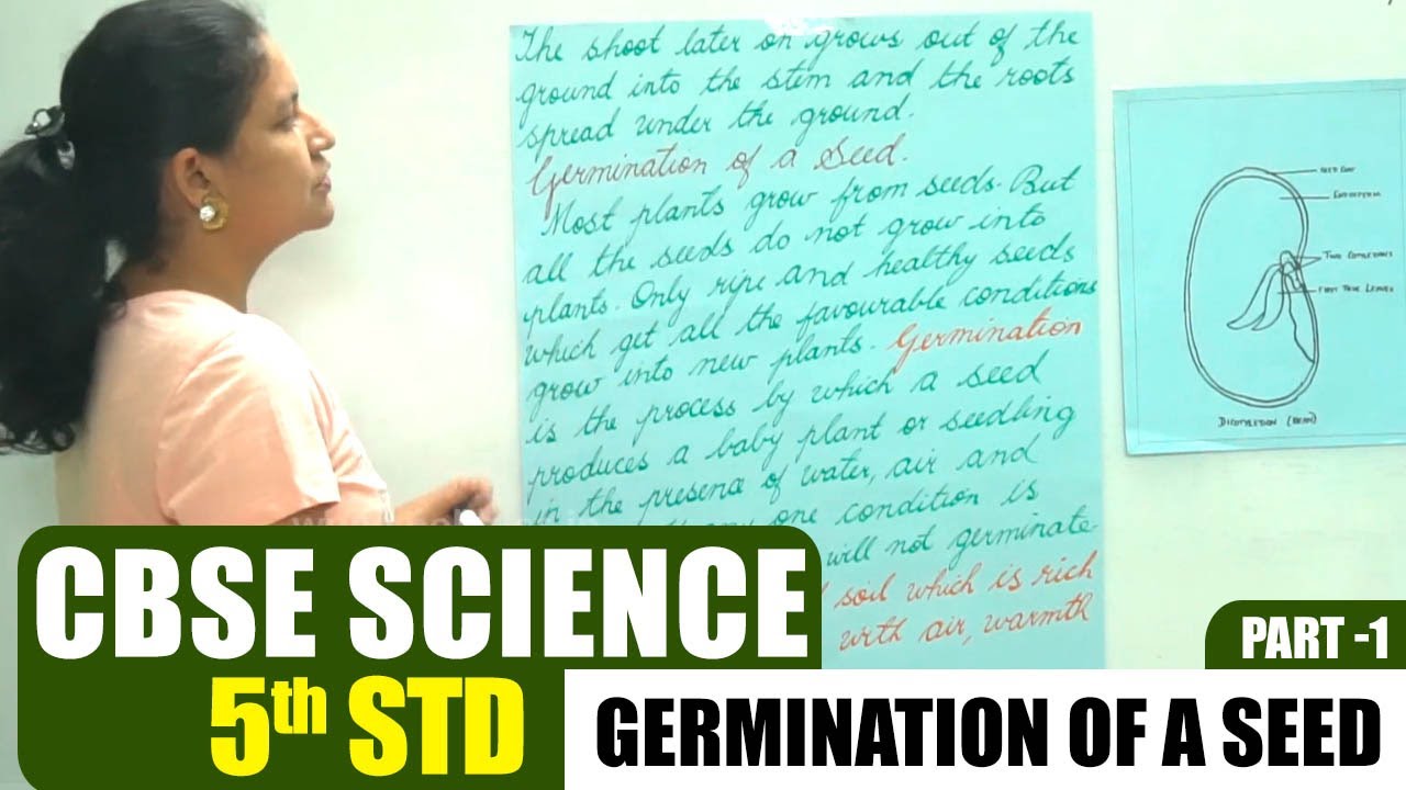 5th Std CBSE Science Syllabus Germination Of A Seed Part 1 CBSE 5th-std-cbse-science-syllabus-germination-of-a-seed-part-1-cbse