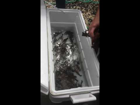 Purging crawfish in salt water. Emmett, Idaho - YouTube