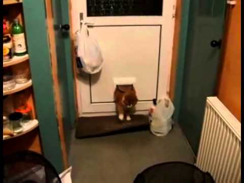 Sisman Kedi Kapida Kaldi