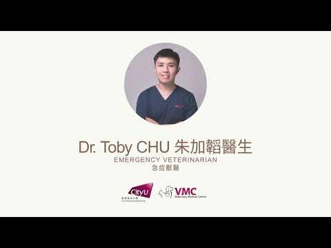 城大動物醫療中心急症獸醫朱加韜醫生, Dr Toby CHU CityU VMC's Emergency Veterinarian - YouTube