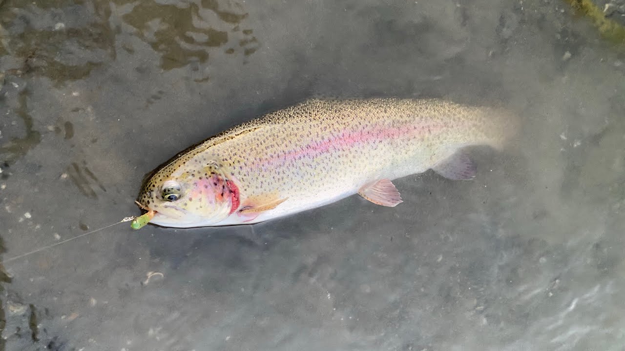 Lake Del Valle Fishing - First mini-jig Trout this year - #fishing # ...