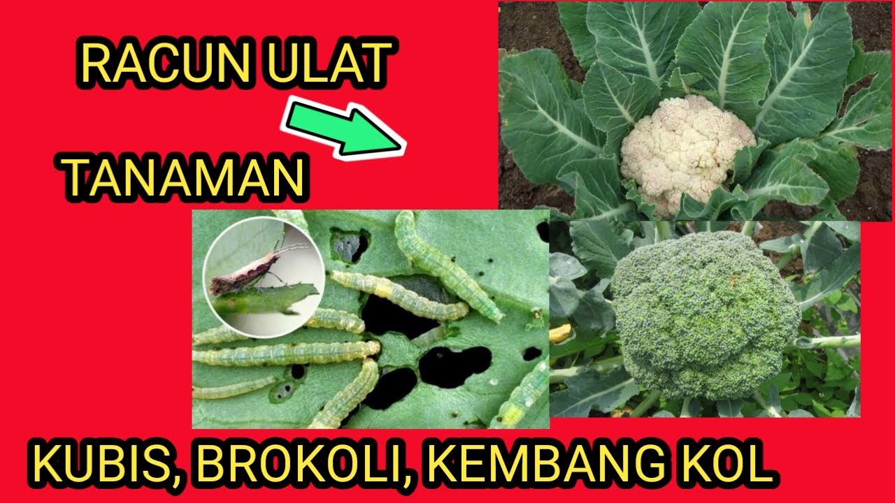 cara mengatasi hama ulat pada tanaman kubis, kembang kol, brokoli ...