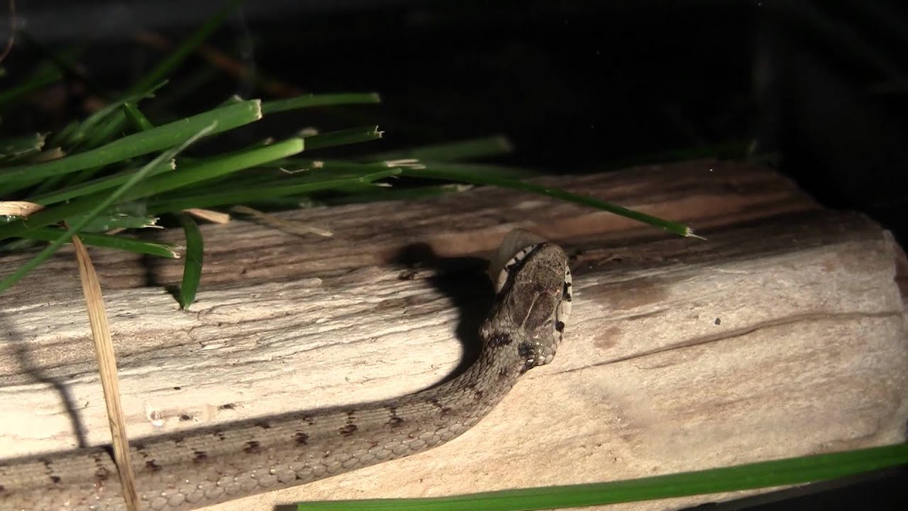 Brown Snake vs Slug Feeding - YouTube