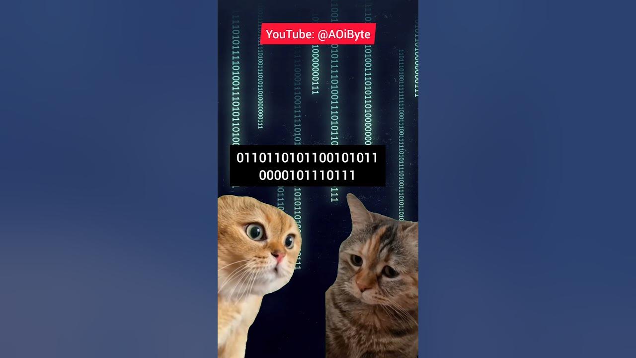 Binary Cats!!! 0101010 #binary #catmeme #programming #code #python ...