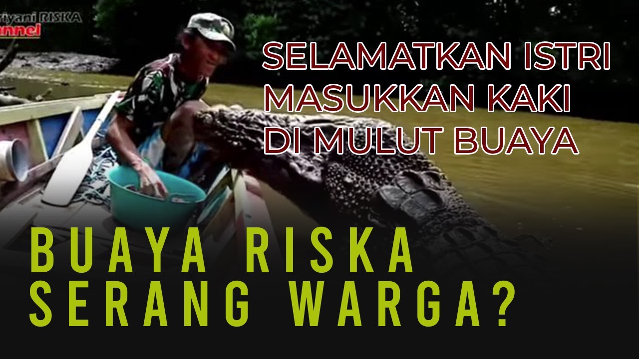 Buaya Riska Bontang Serang Warga dan Kritis?? Begini Penjelasan Ambo I ...