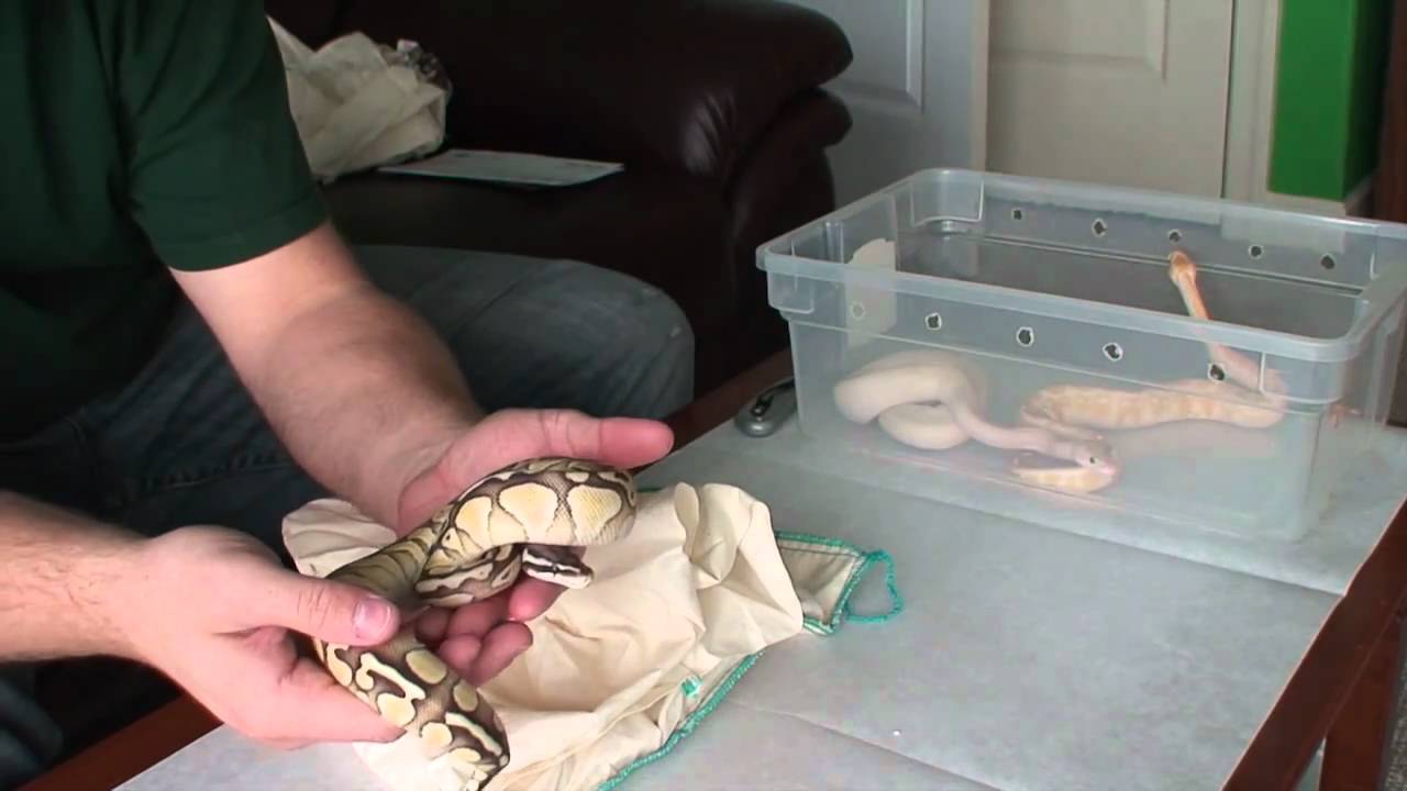 Ball Python Unboxing #2 - YouTube