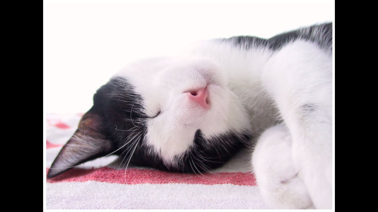 How to deactivate a Cat :) - YouTube