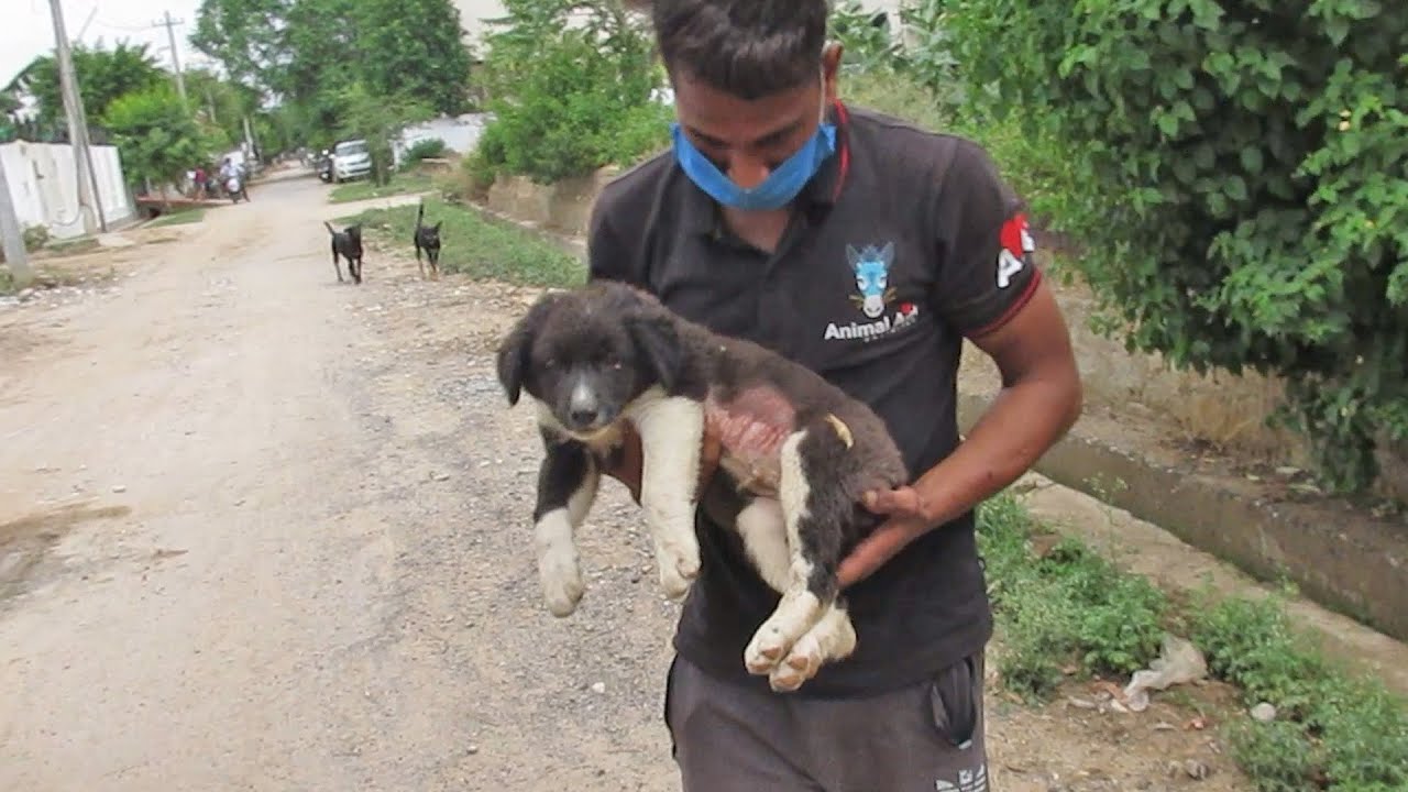 Injured and emotional, street puppy needed to be home in order to heal ...