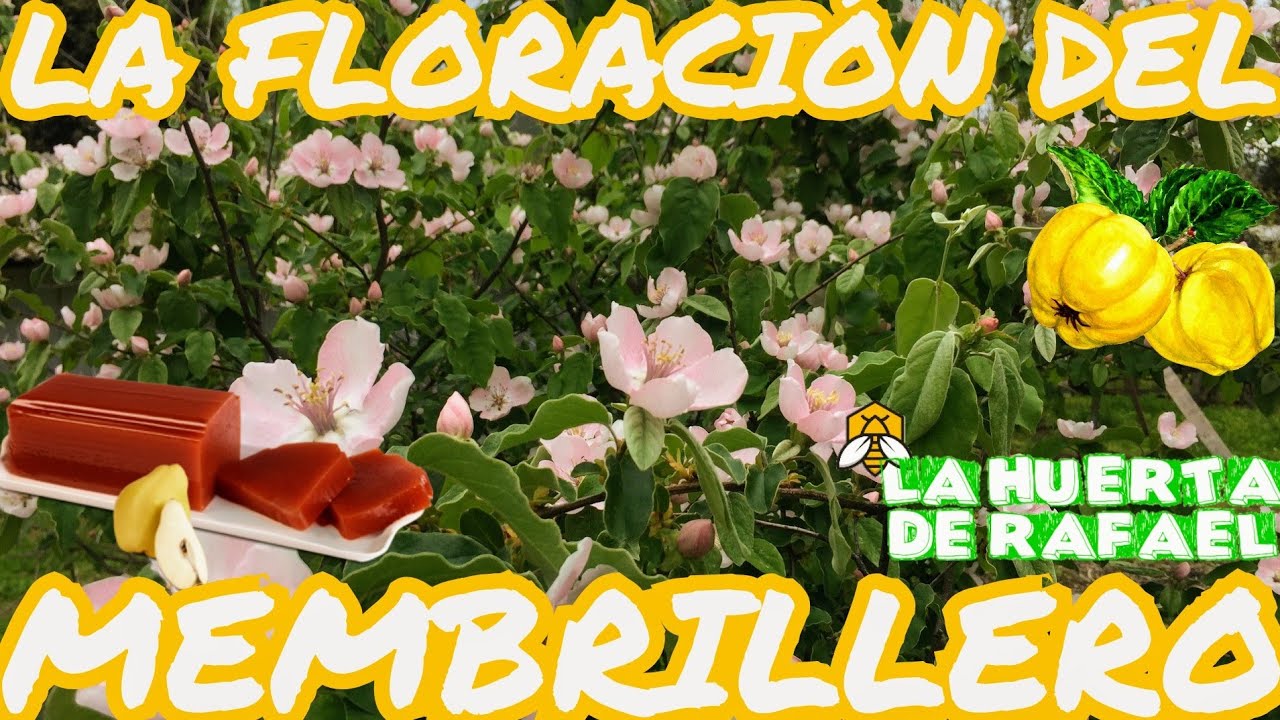 La floración del membrillero [Cydonia oblonga] |•| (Árbol de membrillo ...
