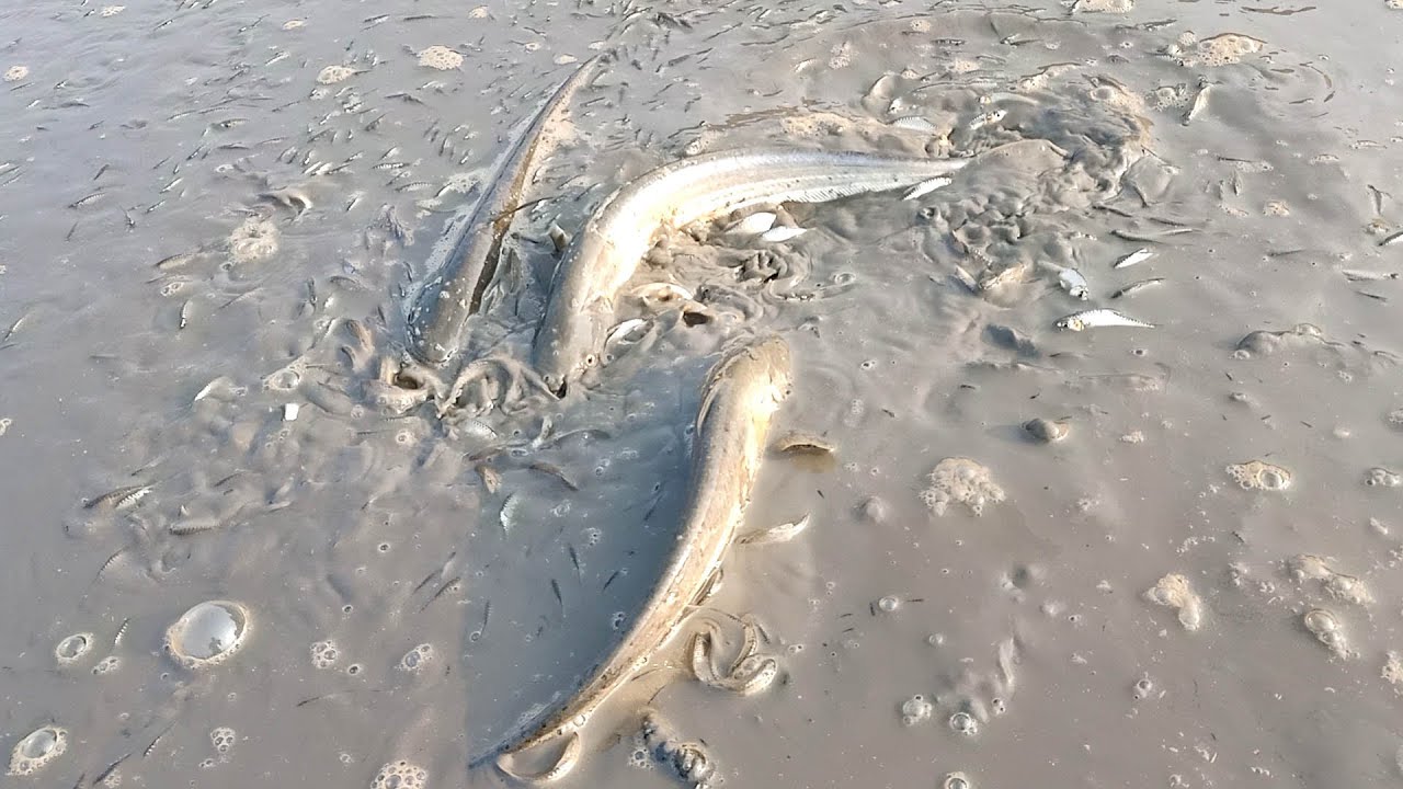 Amazing Hand Fishing Video. Traditional Boy Catching Fish By Hand Dry ...