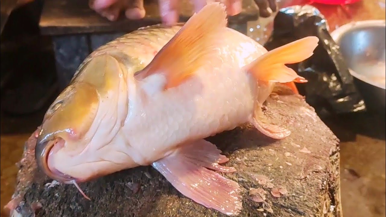 Alive Gold Color Carp Fish Fillet Cutting by Expert Fish Cutter | Fish ...