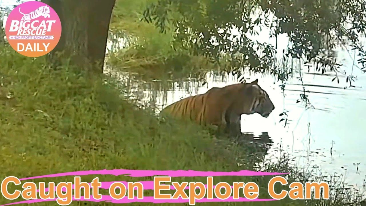 Kimba tiger's sunset swim at Big Cat Rescue. - YouTube