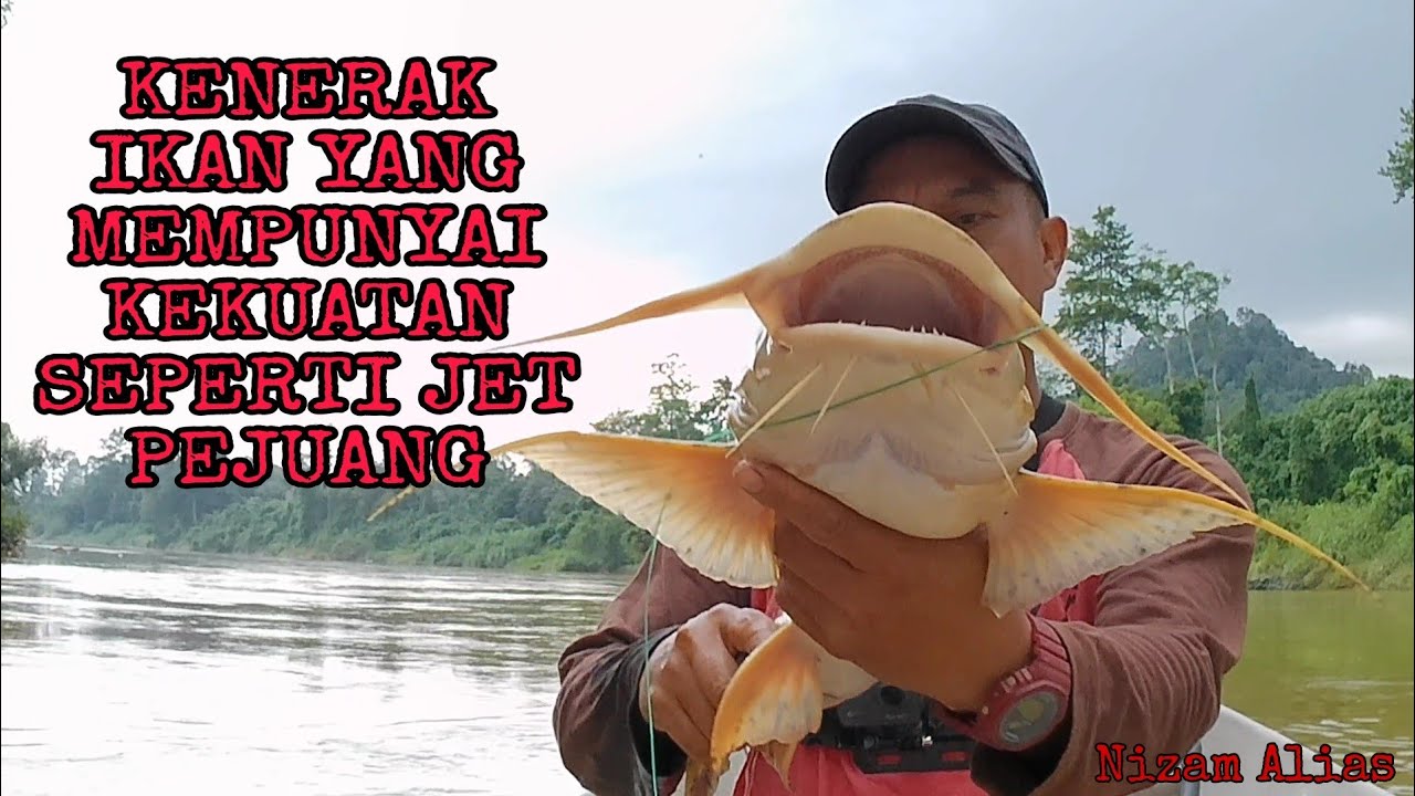 KENERAK,IKAN PURBA YANG MEMPUNYAI KEKUATAN SEPERTI JET PEJUANG - YouTube