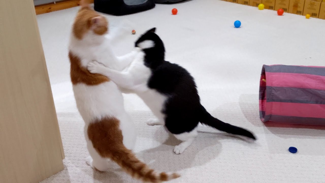 Sulking Cat Jealous Of Other Cat's Attention | 4K - YouTube