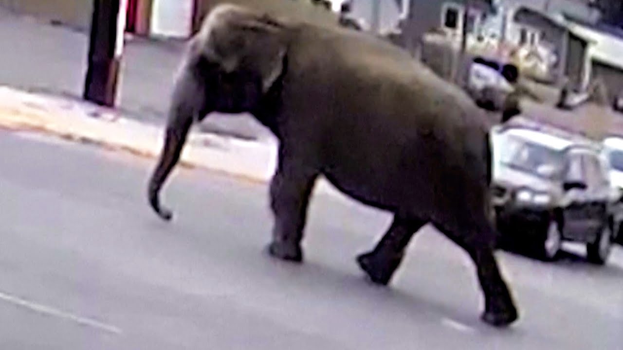 Must See! Circus Elephant Escapes and Wanders the Street of Montana ...