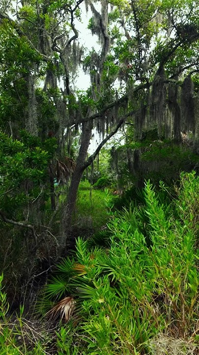 A walk in the marsh #shorts - YouTube