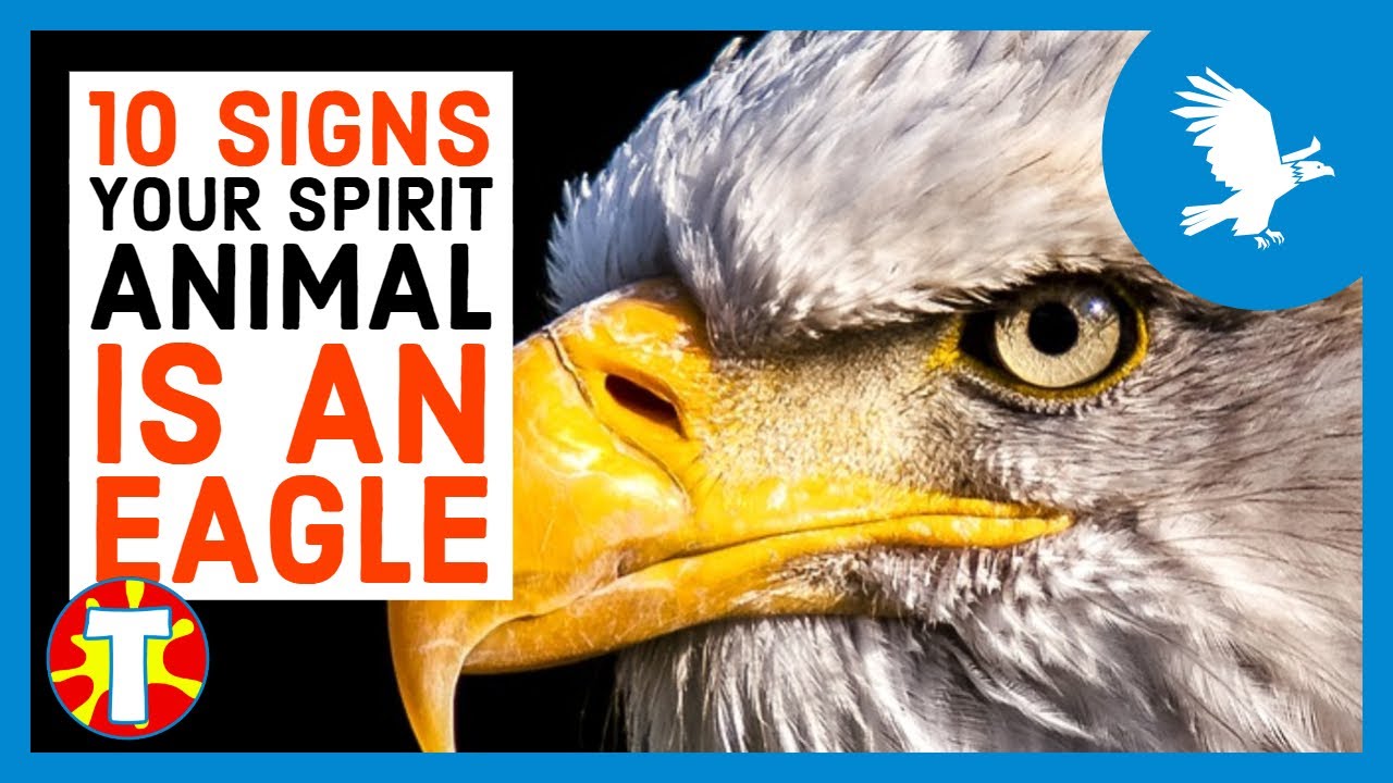 What Is Your Spirit Animal? Eagle Edition - YouTube