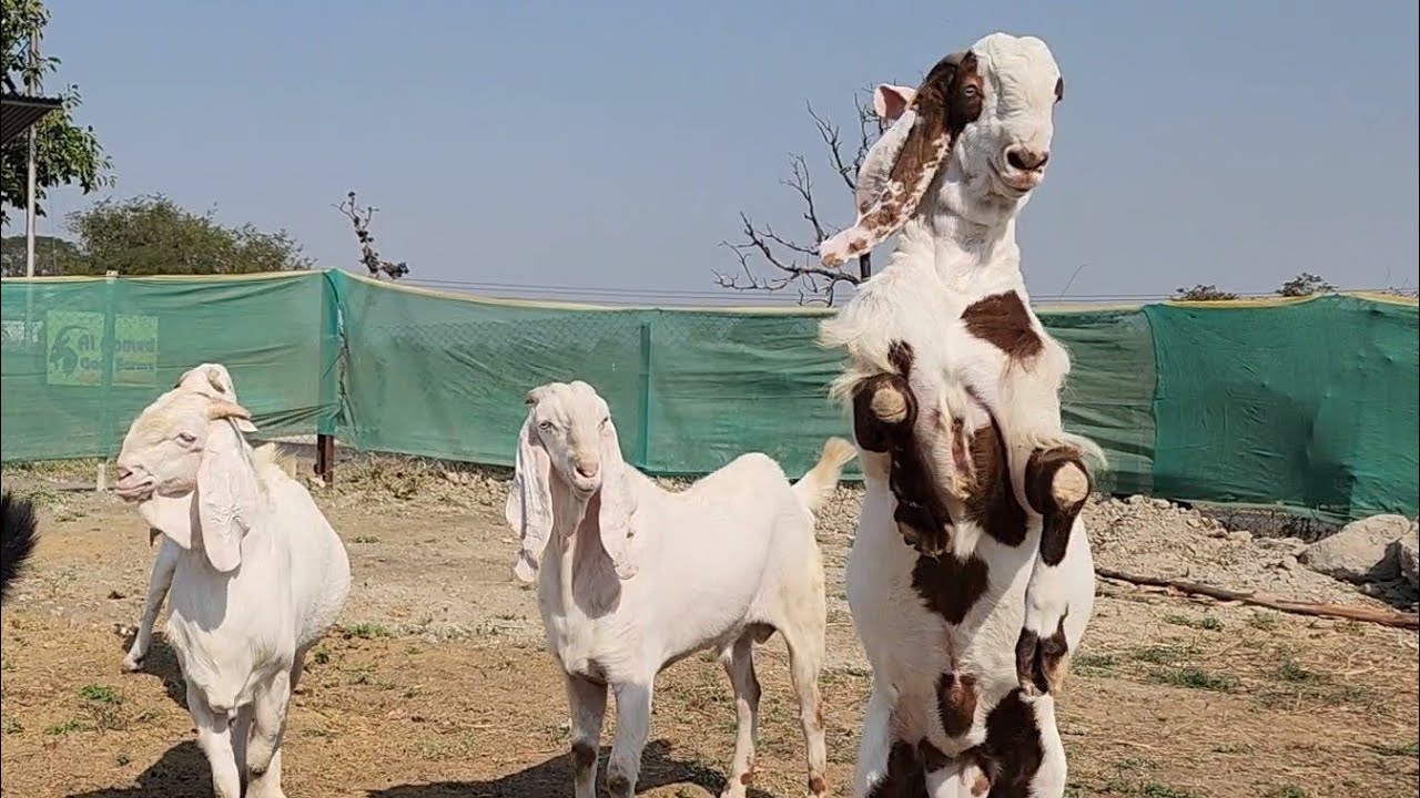 100 Kg Ka Patira Hydpat Collection | Shandaar Collection At Darr-e ...