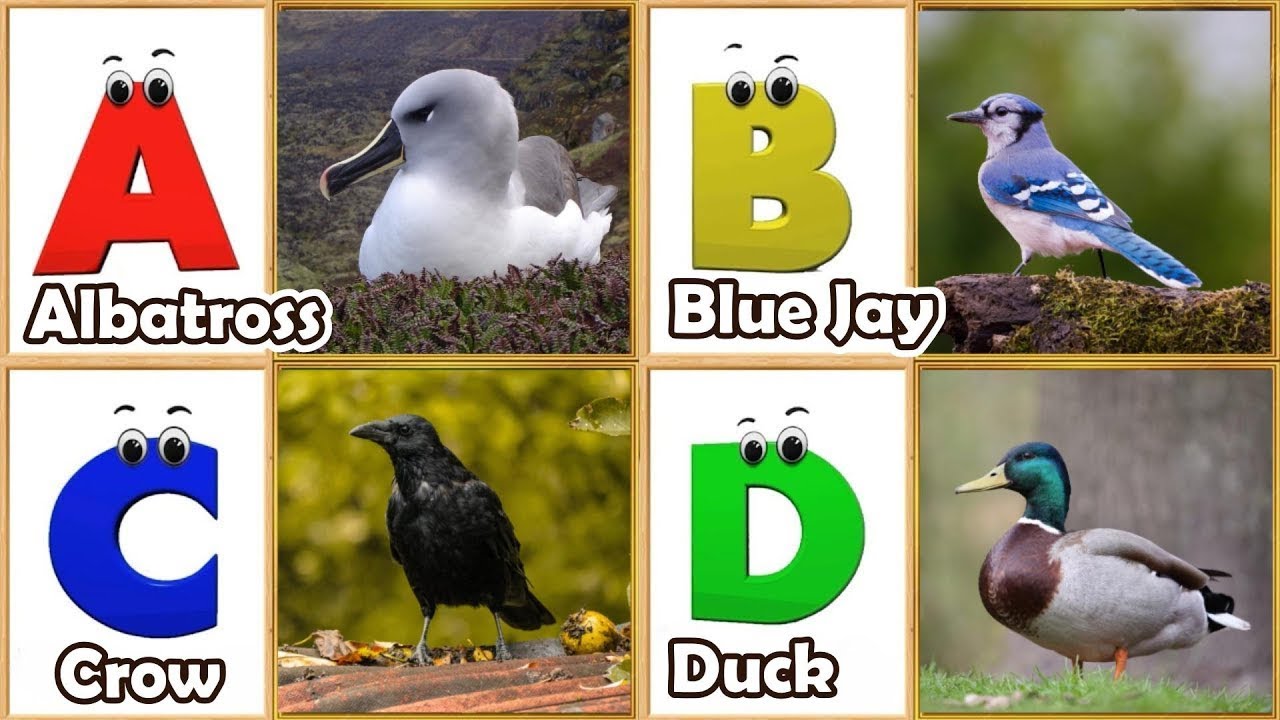 ABC Song | Birds ABC Song | Phonics for Kids| Learn ABC, Baby ...