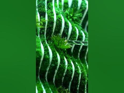 Inspecting a desktop sized parametric moss wall - YouTube