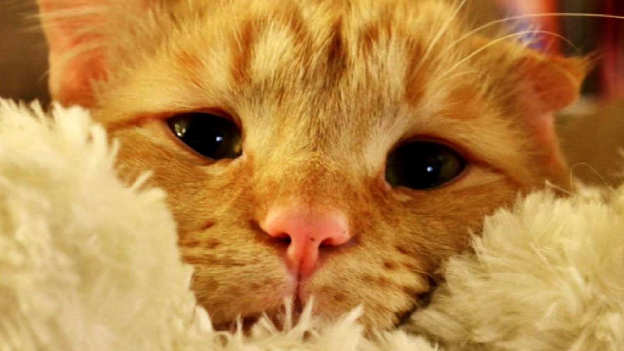 Saddest Looking Cat In The World Still Won't Smile After Having Life ...