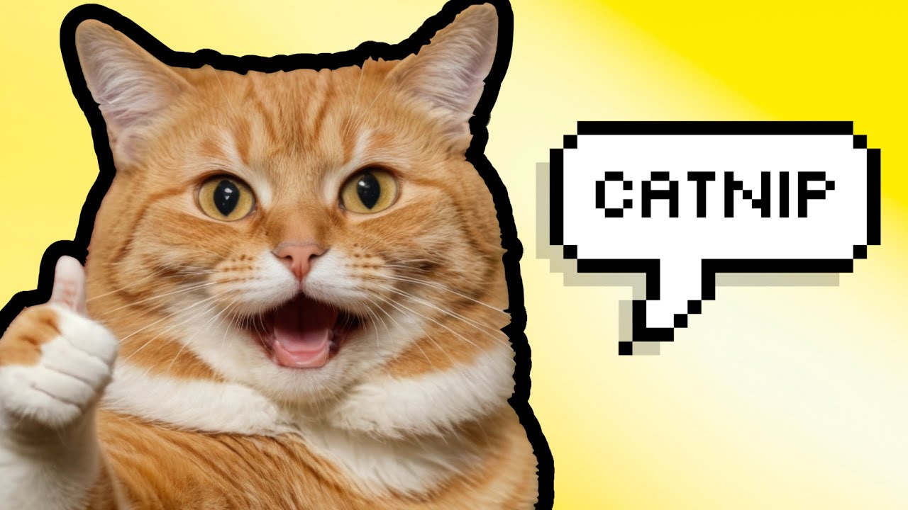 FACTS ABOUT CATNIP - Is your cat SECRETLY addicted? 🌿🐱 - YouTube