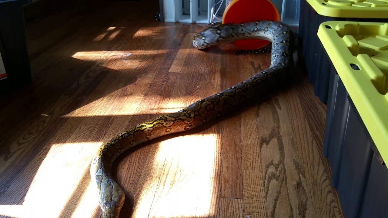 RETICULATED PYTHON WORKING IT FOR THE LADIES PT 2 - YouTube