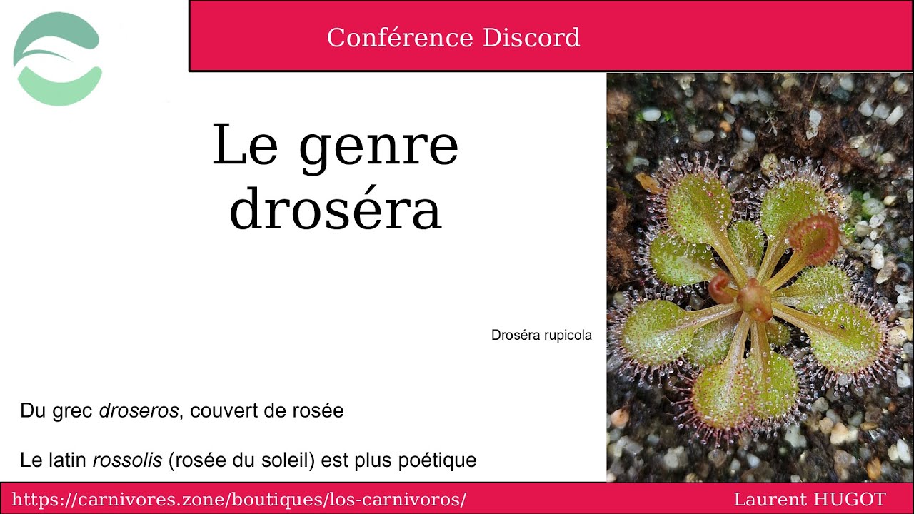 Le genre Drosera par Laurent Hugot - YouTube