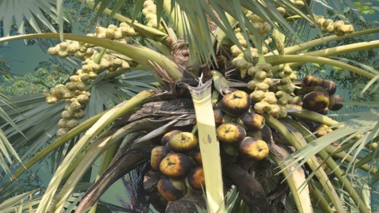 TAL SAS ||গ্রামের তালশাস গরমের দিনে খেতে অনেক মজা ||JUICY PALM FRUIT ...