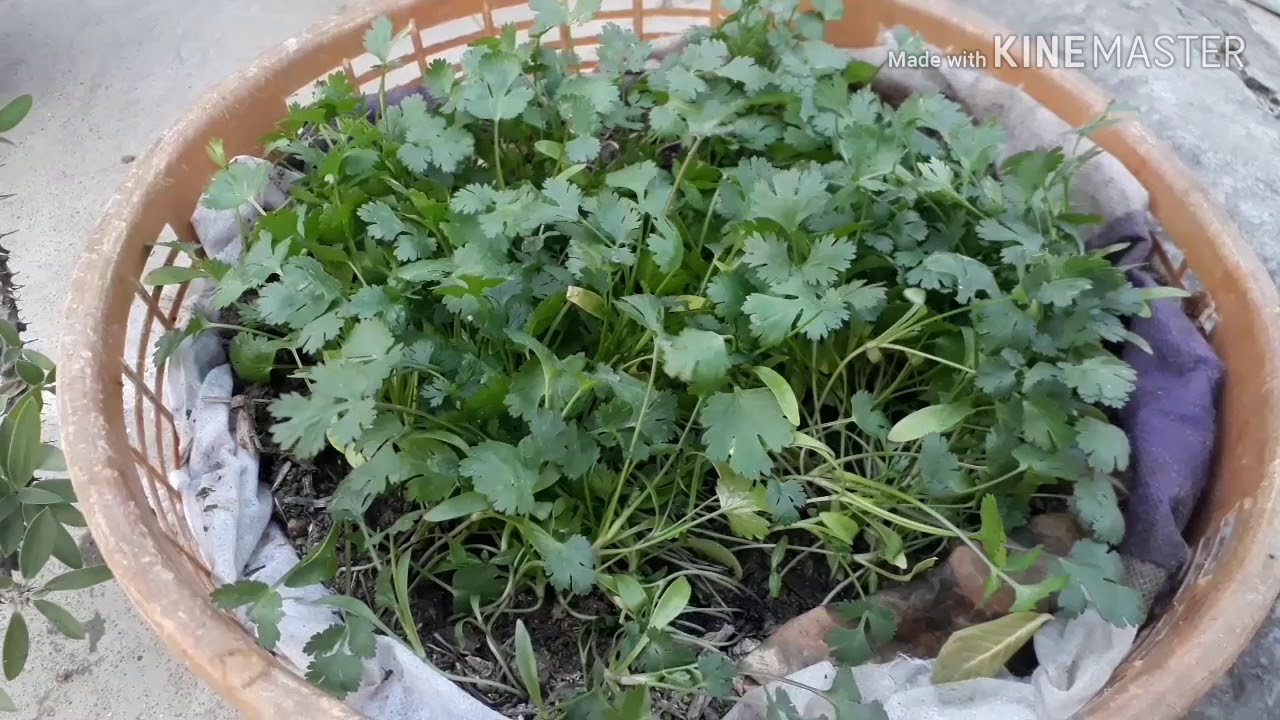 updating of coriander/dhania plant - YouTube