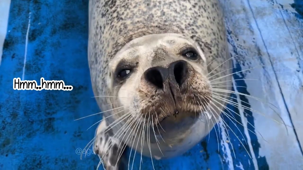 "Hmm..Mama..Agu want salmon🍣 with penne🍝." Spotted seal Agu, Seal Sea Paradise @aguhiyori on ...