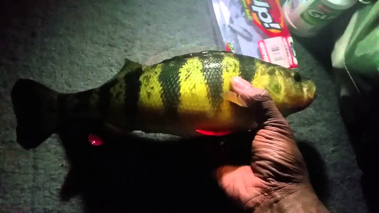 Nice Yellow Perch - 1.3 LBS ! - YouTube